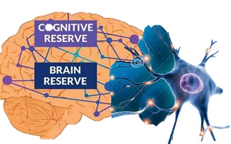 Cognitive Reserve And Healthy Aging Insights From Sardinias Oldest Old