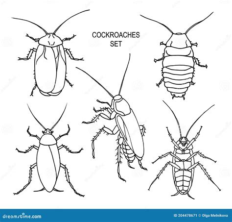 Set Of Cockroaches Pest Contour Vector Illustration Of A Cockroach