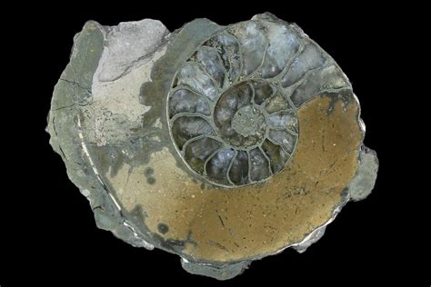 1 6 Cut Pyritized Ammonite Pleuroceras Fossil Pair Germany 125372 For Sale