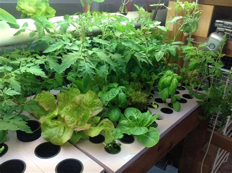 How To Build A DWC Hydroponic System Ultimate Guide Soak And Soil