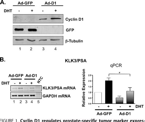 Figure 1 From Cyclin D1 Is A Selective Modifier Of Androgen Dependent Signaling And Androgen