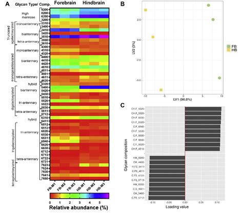 Figure 1 From Region Specific Cell Membrane N Glycome Of Functional Mouse Brain Areas Revealed