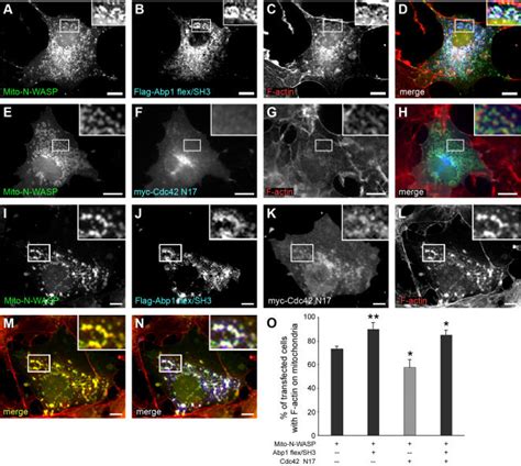 Mito Gfp N Wasp A Recruits Flag Abp1 Flex Sh3 B That Was Detected