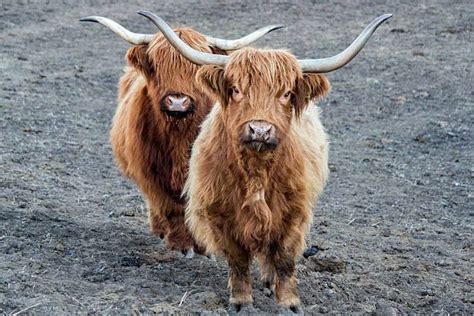 yak shavings a better way of estimating task completion olawale owolabi kareem medium