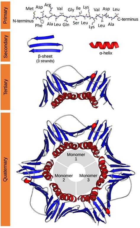 Protein Structure Wikipedia