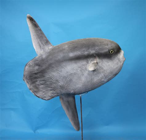 翻车鱼 长江文明馆