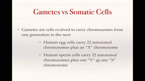 Sexual Life Cycles YouTube