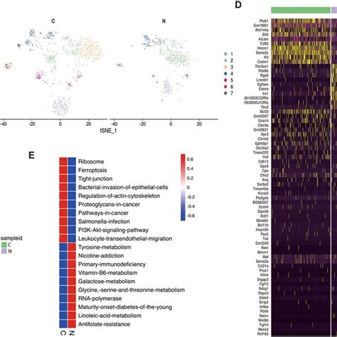 The Single Cell Transcriptomes Of Epithelial Cells A Download Scientific Diagram