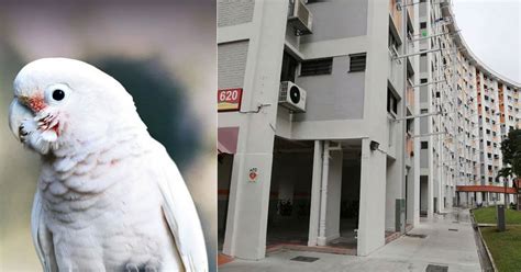 Woman Sells Bedok Flat As Neighbours Parrot Too Noisy Day And Night Affecting Her Sleep