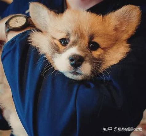 如果柯基有下面7种表现一定是喜欢你了藏不住的 知乎