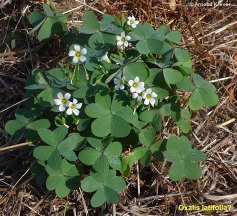 Oxalis Species Flores De Los Caminos A Santiago