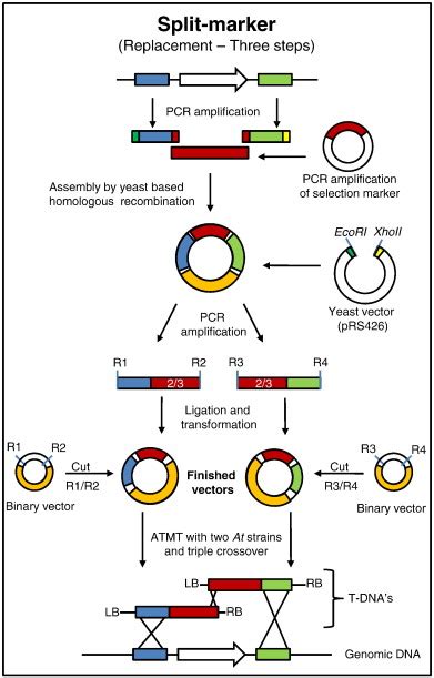 A Guide To Binary Vectors And Strategies For Targeted Genome Modification In Fungi Using