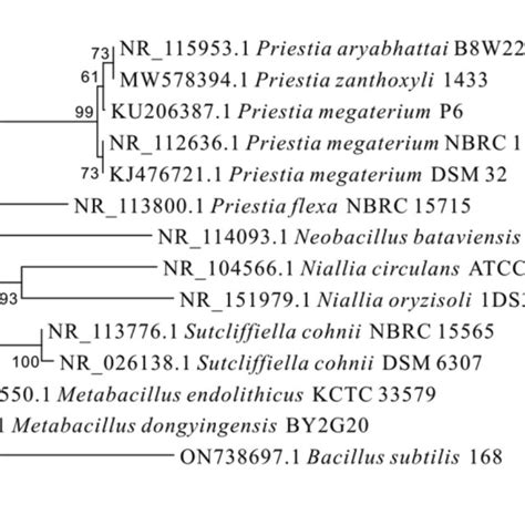 Phylogenetic Tree Based On 16s Rdna Sequences Showing The Relationship