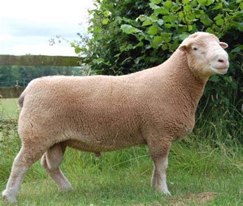 طالبان در مناطق مختلف افغانستان فروش بیضه‌ گوسفند را ممنوع کردند