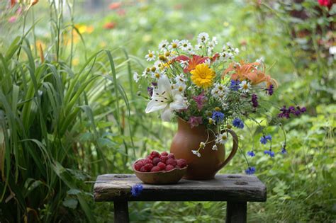 점토 용기와 완 익은 크림슨 라스베리의 전체에 화려한 꽃의 무리와 함께 여름 정원에서 정 0명에 대한 스톡 사진 및 기타 이미지 0명 7월 과일 Istock