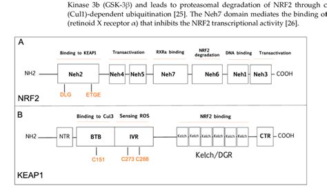 Schematic Diagram Is Showing Domain Structures Of Nuclear Factor Download Scientific Diagram