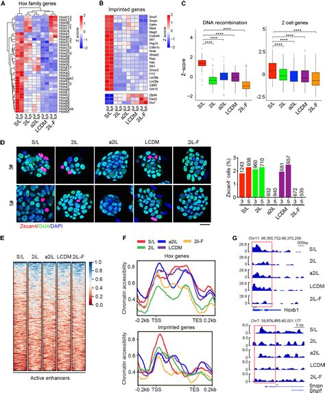 Culture Conditions Of Mouse Escs Impact The Tumor Appearance In Vivo