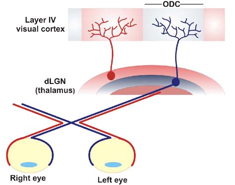 Schematic Structure Of The Mammalian Visual System Retinal Ganglion