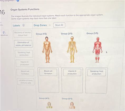 solved organ systems functionsthe images illustrate the