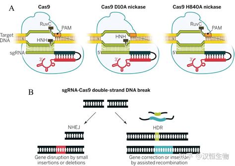 一文带你了解基因魔剪crispr Cas9系统 知乎