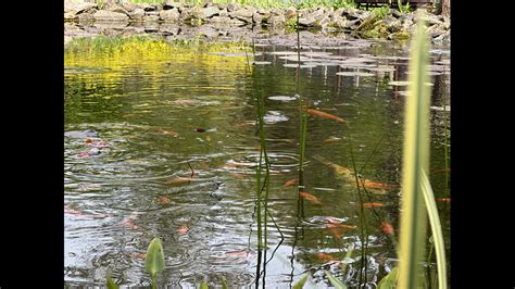 Ботаническата градина Борика зеленият рай край София Nova Bg