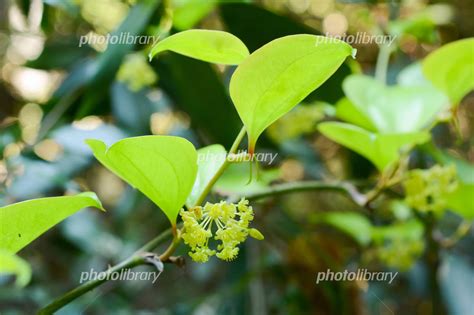 サルトリイバラの花 写真素材 6711511 フォトライブラリー photolibrary