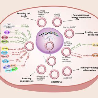 Illustration Of Circular RNA Function Circular RNAs Fulfil Multiple Download Scientific