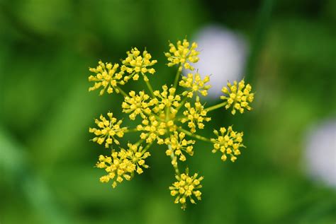 Wiping Out Wild Parsnip Removes Dangerous Plant And Restores Critical Habitat