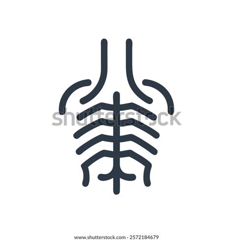 Unique Xiphoid Process Anatomy Vector Design Stock Vector Royalty Free 2572184679 Shutterstock