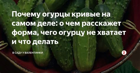 Почему огурцы кривые на самом деле о чем расскажет форма чего огурцу не хватает и что делать