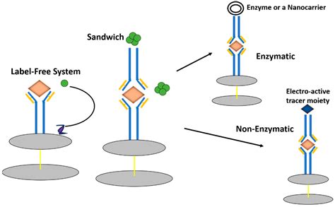 Modelling Prospects Of Bio Electrochemical Immunosensing Platforms