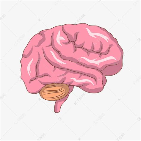粉色的大脑手绘素材图片免费下载 千库网