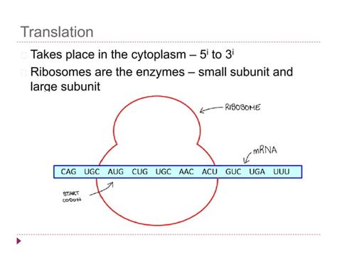Transcription And Translation Pptx Programming Languages Computing