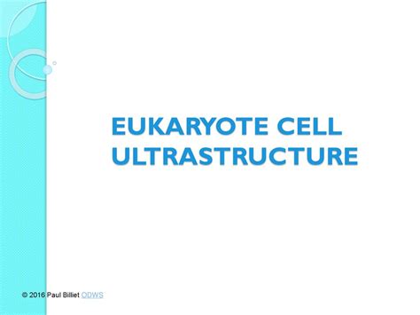 Eukaryote Cell Ultrastructure Ppt Download