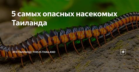 5 самых опасных насекомых Таиланда Это Таиланд This Is Thailand Дзен
