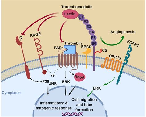 Thrombomodulin Regulation Of Mitogen Activated Protein Kinases