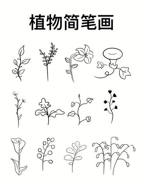 50个植物简笔画 50个植物简笔画儿童 苗苗知道