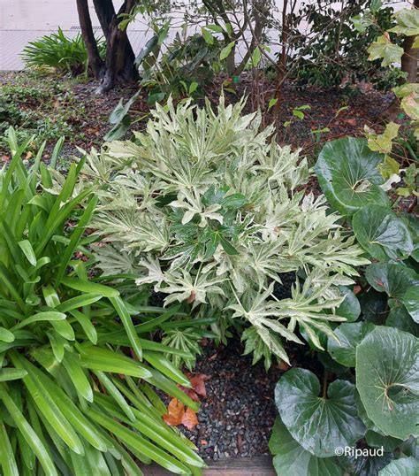 Fatsia Japonica Spiders Web Aralia Du Japon à Feuillage Panaché