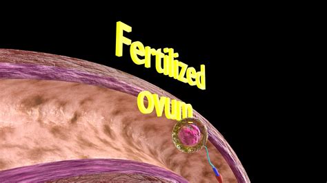 Fertilization Stages Of Ovum 3d Turbosquid 2216014