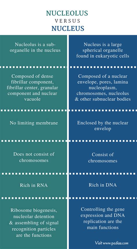 Difference Between Nucleolus And Nucleus Definition Structure