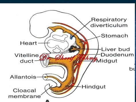 Development Of Duodenum Special Embryology Pps Pregnancy Reproductive Health