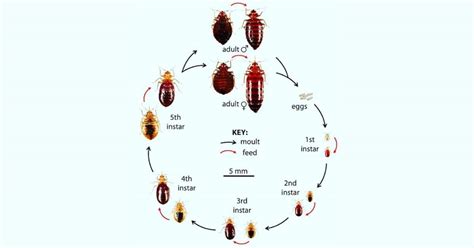Bed Bug Life Cycle Weird And Strange Stages Of Development Learn