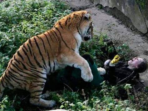 Tiger Attack Female Zookeeper Attacked In Russia Kaliningrad Siberia