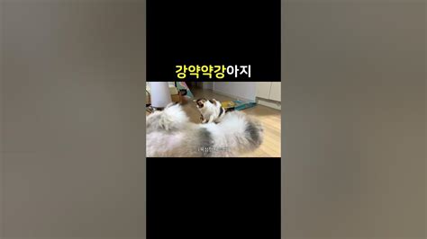 욕심많은 강아지와 고양이가 같이살면 생기는 일 Youtube
