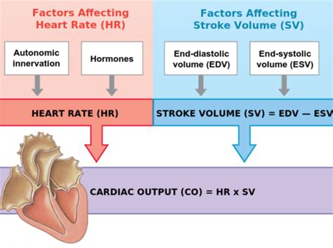 Cardiac Output Terms And Definitions Biology Study Set Flashcards Quizlet