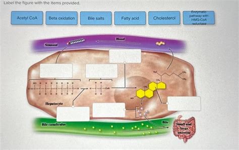Solved Label The Figure With The Items Provided Chegg