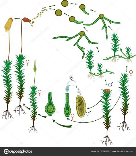 라이프 사이클입니다 배경에 고립의 일반적인 Haircap Polytrichum 라이프 사이클의 다이어그램 스톡 벡터 ©mariaflaya 202040030