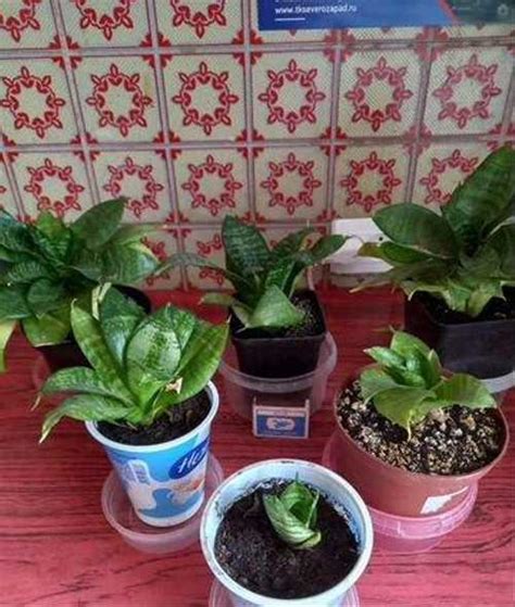 Сансевиерия Либерика Сортовая купить Растения Festima Ru частные объявления