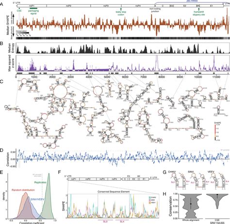 The Sindbis Virus Genome Contains A Multitude Of Diverse Rna Download Scientific Diagram