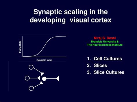 Synaptic Scaling In The Developing Visual Cortex Ppt Download